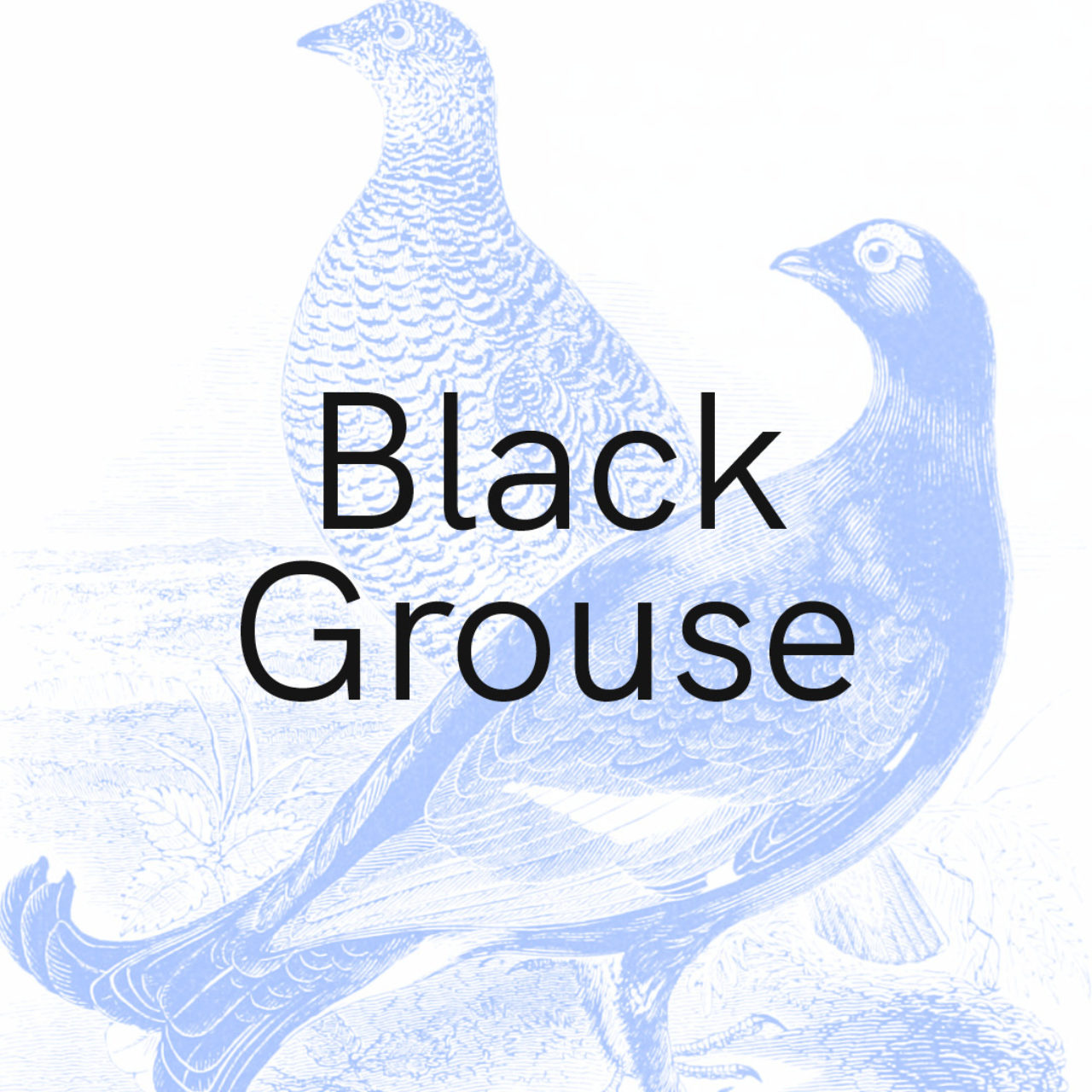 Yearn Stane Rewilding Project: Brand Identity | Tangent | Creative ...