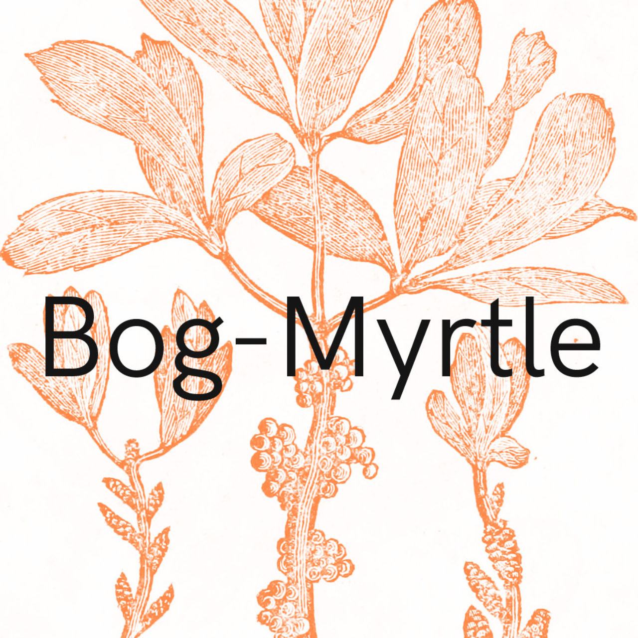 Yearn Stane Rewilding Project: Brand Identity | Tangent | Creative ...